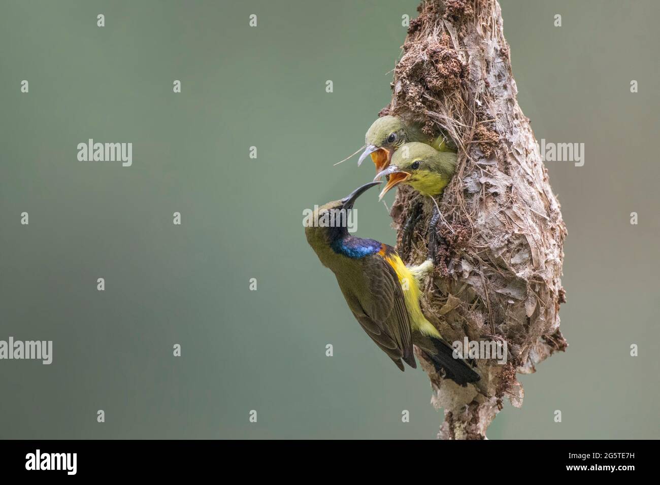 Sunbird feeding hi-res stock photography and images - Alamy