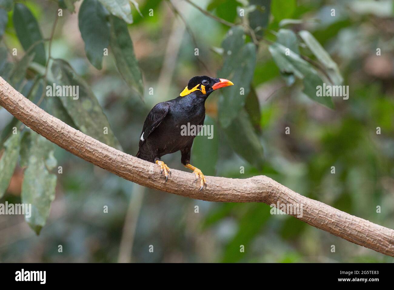 Hill myna hi-res stock photography and images - Alamy