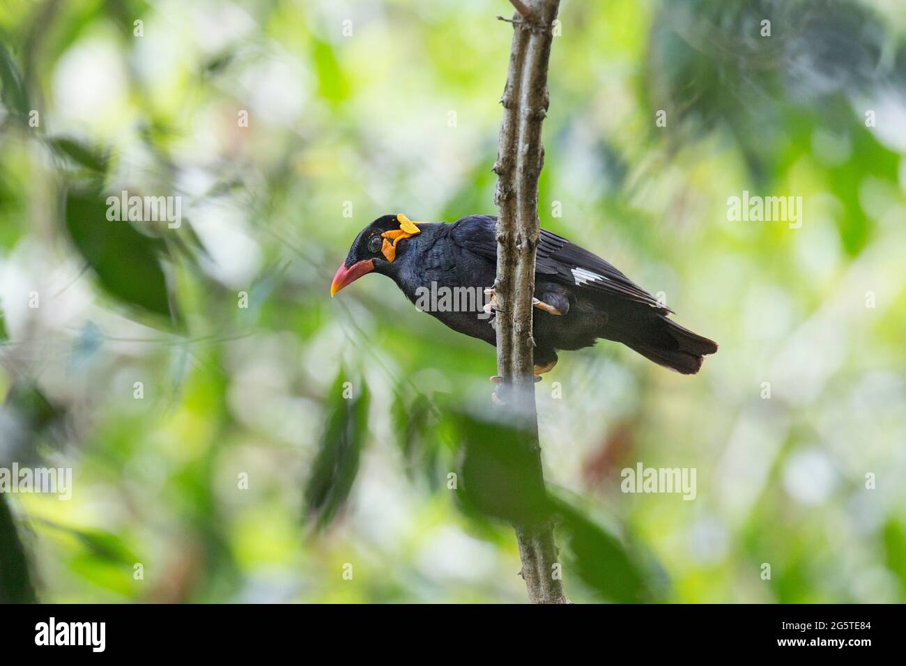 Hill myna hi-res stock photography and images - Alamy