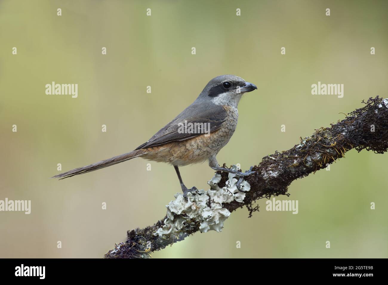 a grey-backed shrike in the Thai mountains Stock Photo - Alamy