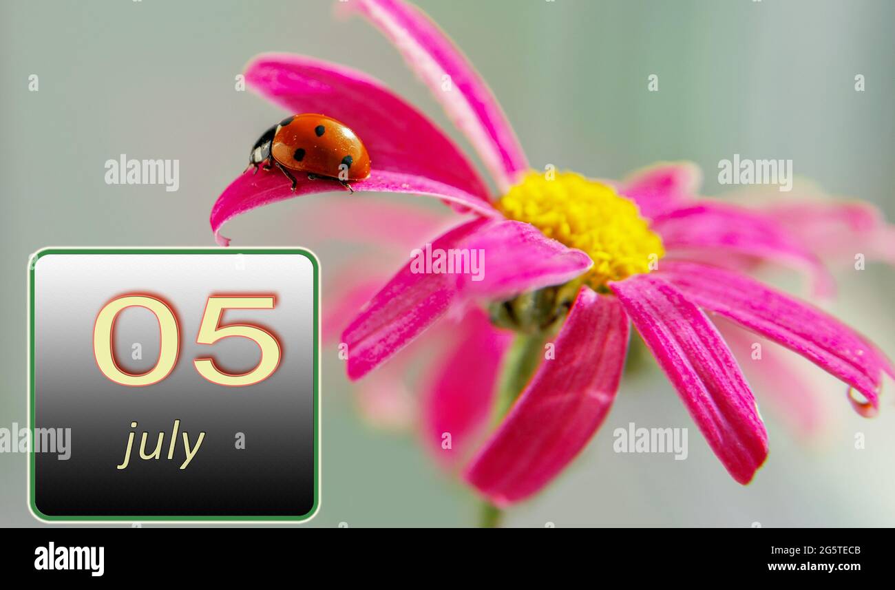 July 5, 5th day of month. Ladybug on petal of red flower. Summer month ...
