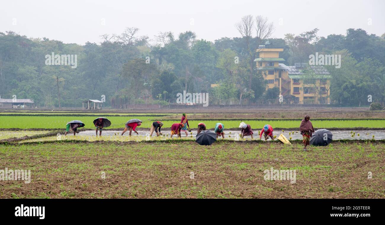 Women farmers working in rice field Stock Photo - Alamy