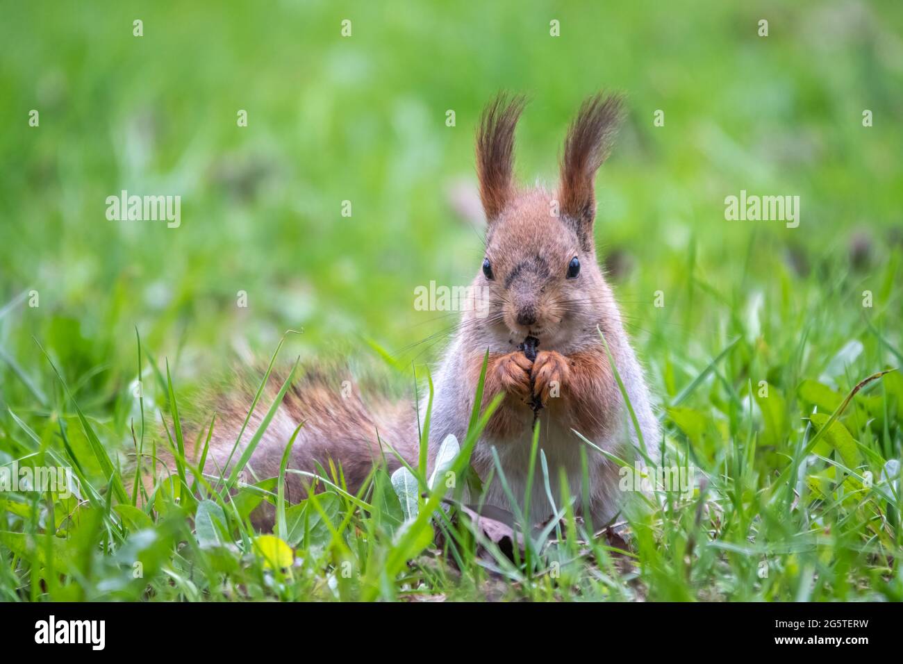 Close-up Portrait of Squirrel. Squirrel eats a nut while sitting in green grass. Eurasian Red ...