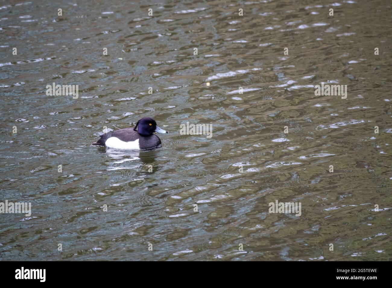 Male tufted duck, Aythya fuligula, swim in the pond. The tufted duck is ...