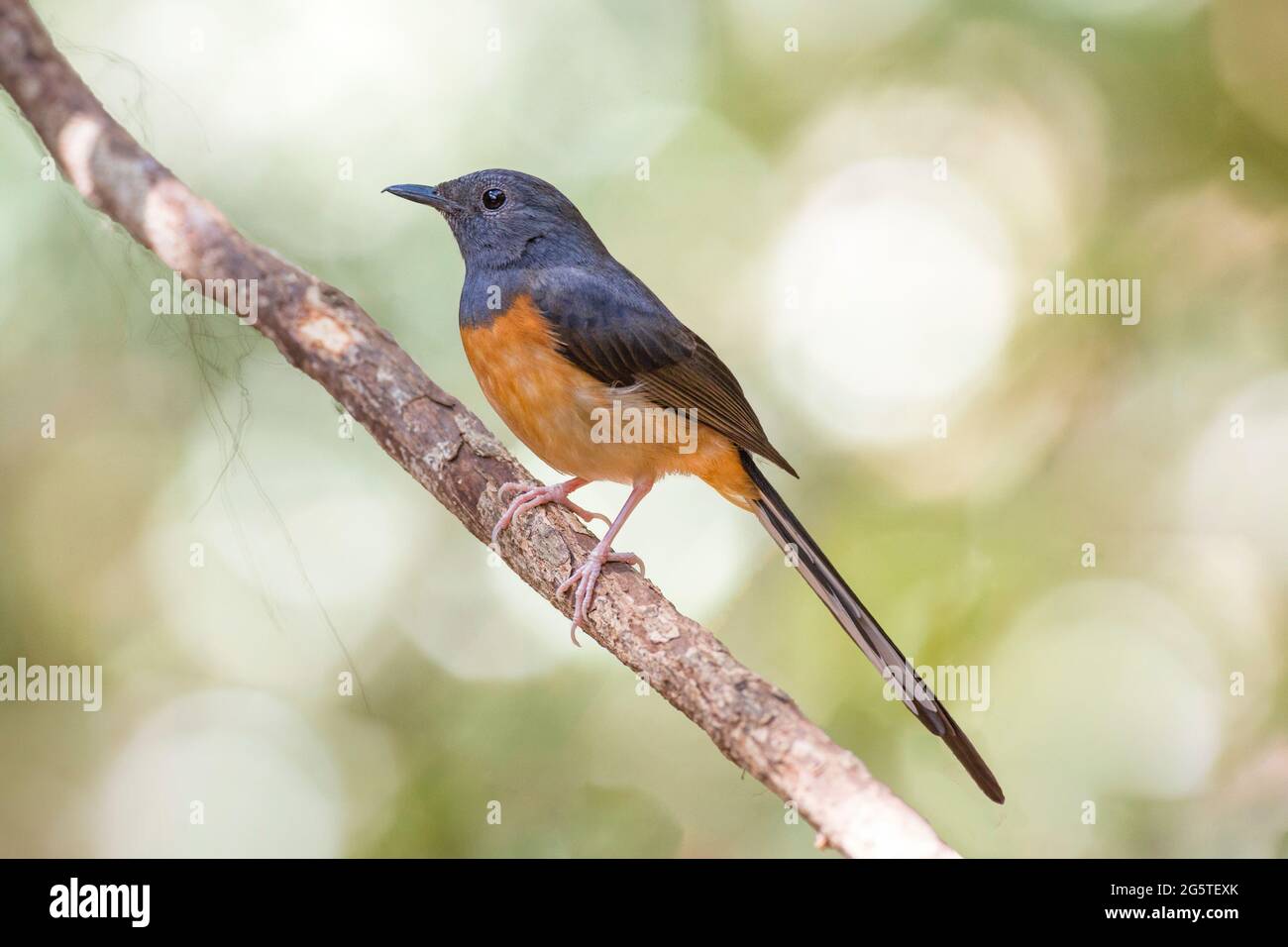 Shama bird hi-res stock photography and images - Alamy