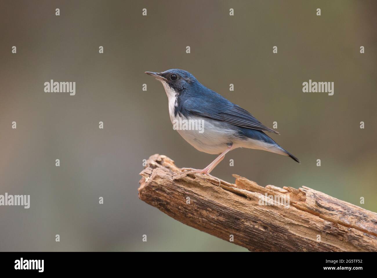 Siberian blue robin hi-res stock photography and images - Alamy