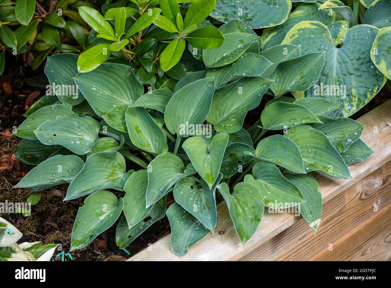 'Halcyon, Green Halcyon, Holstein' Hosta, Blåfunkia (Hosta tardiana ...