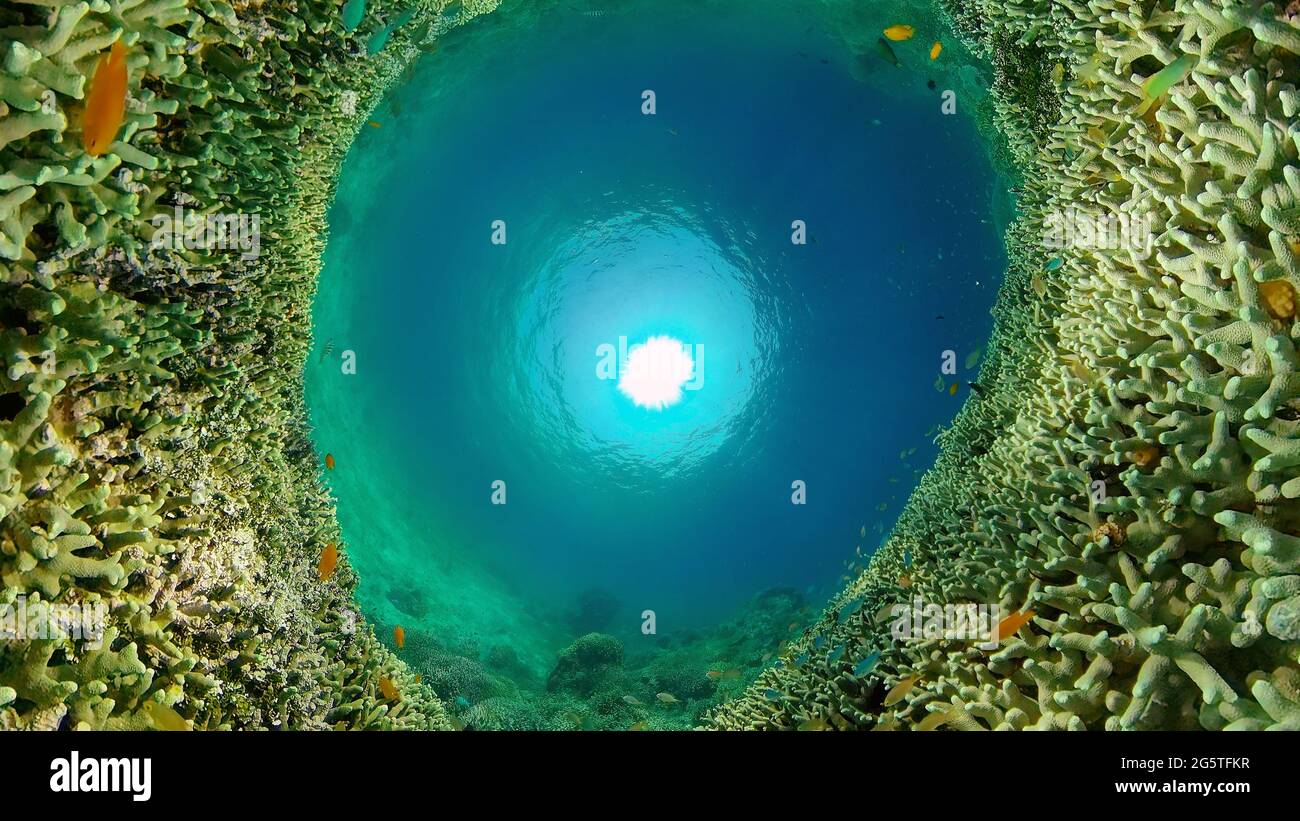 Wonderful and beautiful underwater colorful fishes and corals in the ...