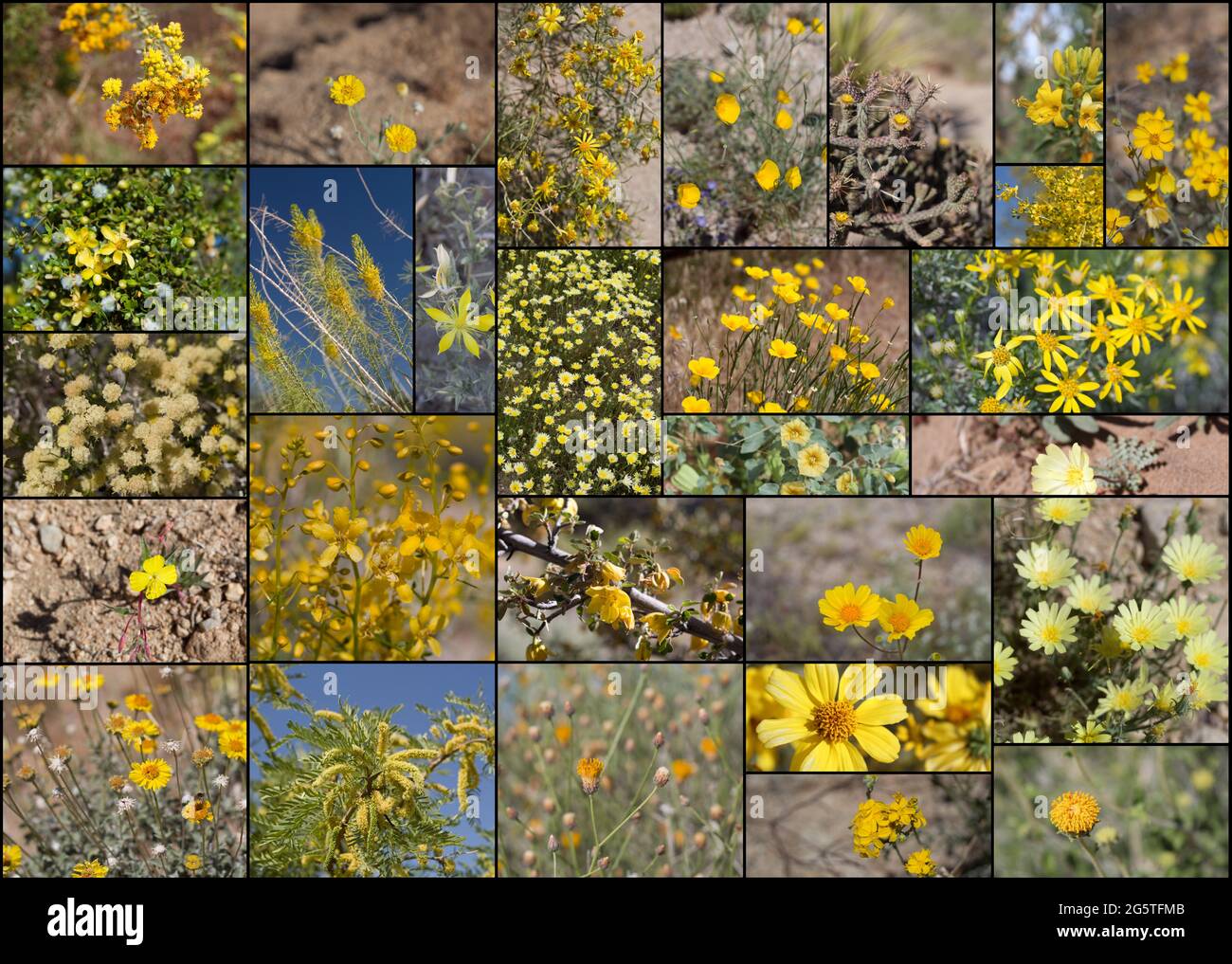 28 species of yellow blooming Southern California indigenous plants ...