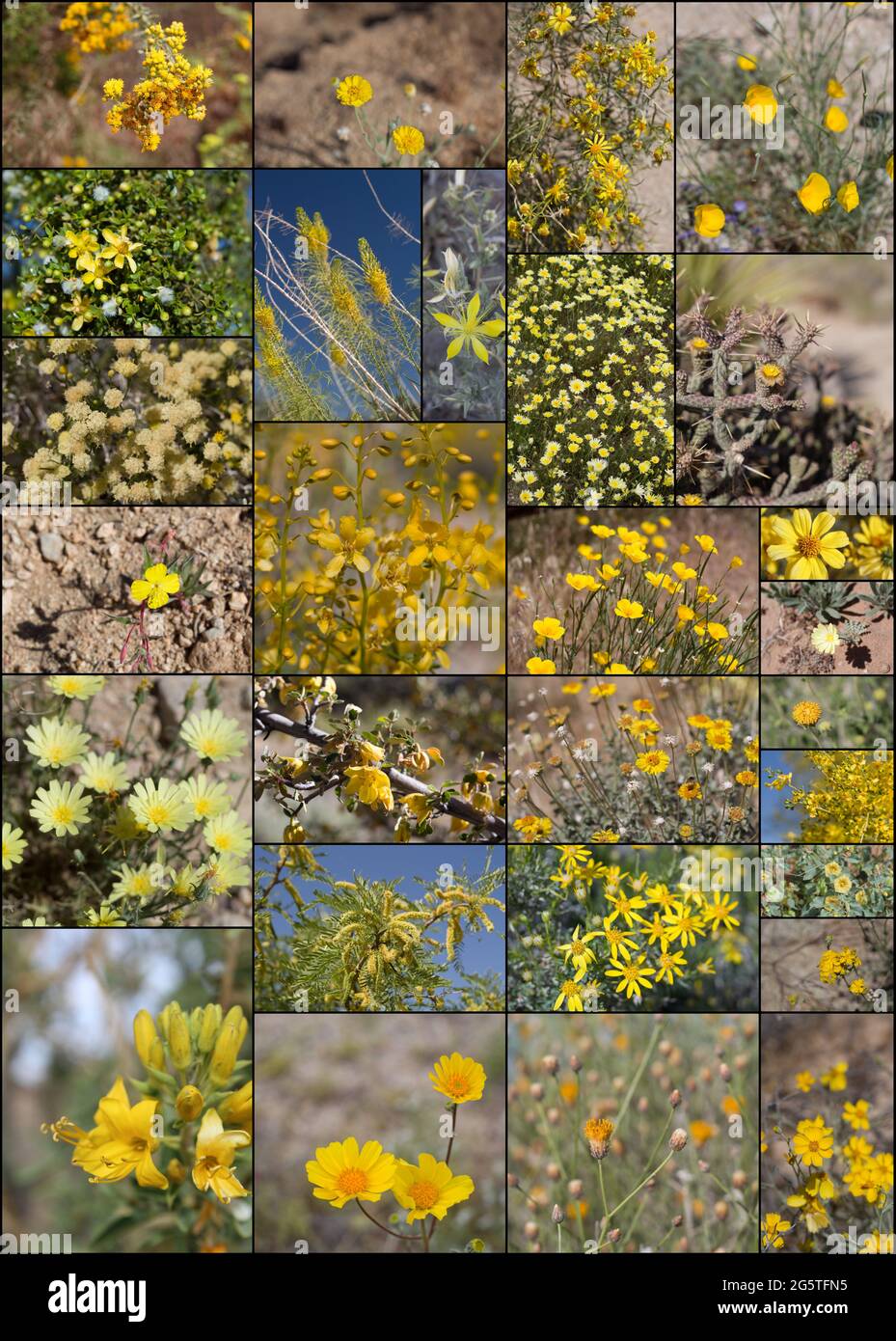 28 species of yellow blooming Southern California indigenous plants ...