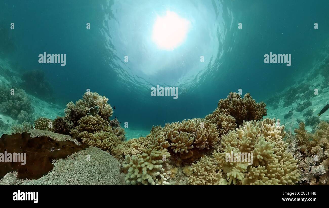 Colourful tropical coral reef. Scene reef. Seascape under water ...