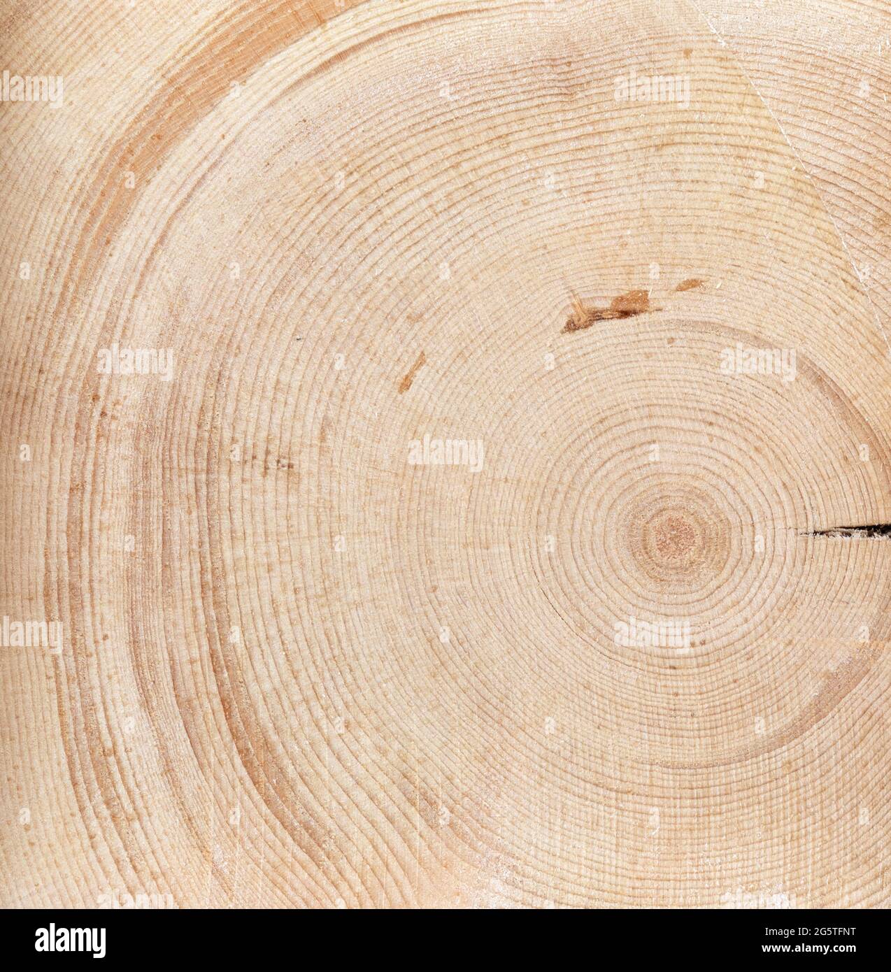 cross-section of tree trunk or end of log, macrophotography as natural ...
