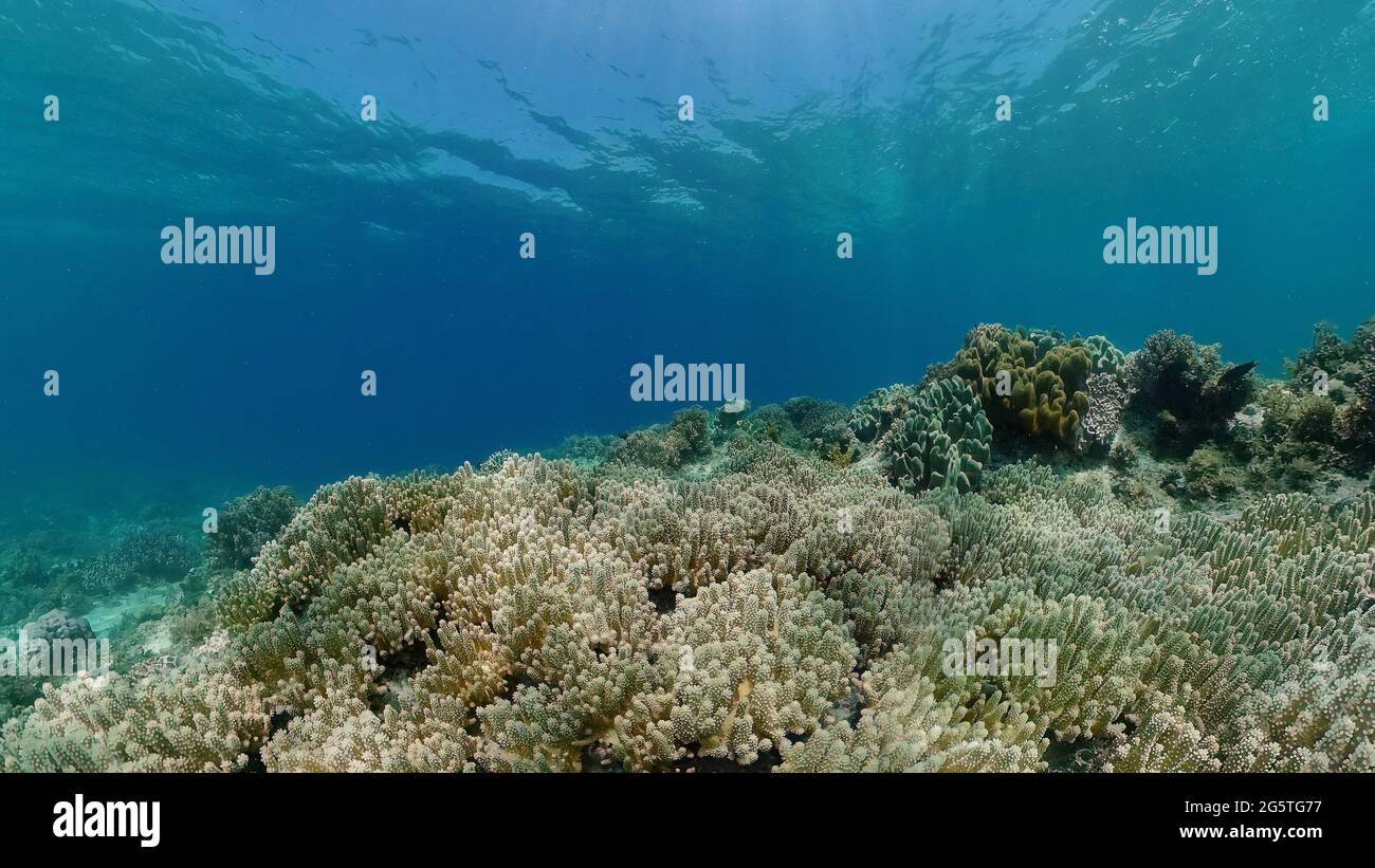 Underwater Scene Coral Reef. Underwater sea fish. Tropical reef marine ...