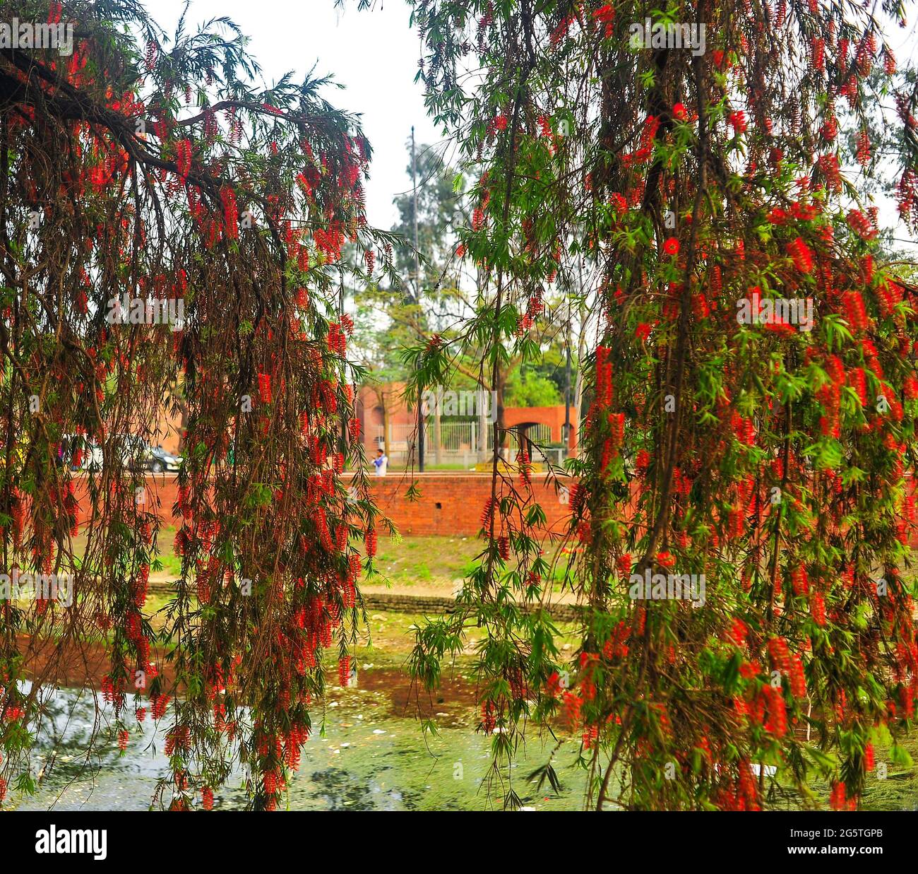Bangladeshi small tree hi-res stock photography and images - Alamy