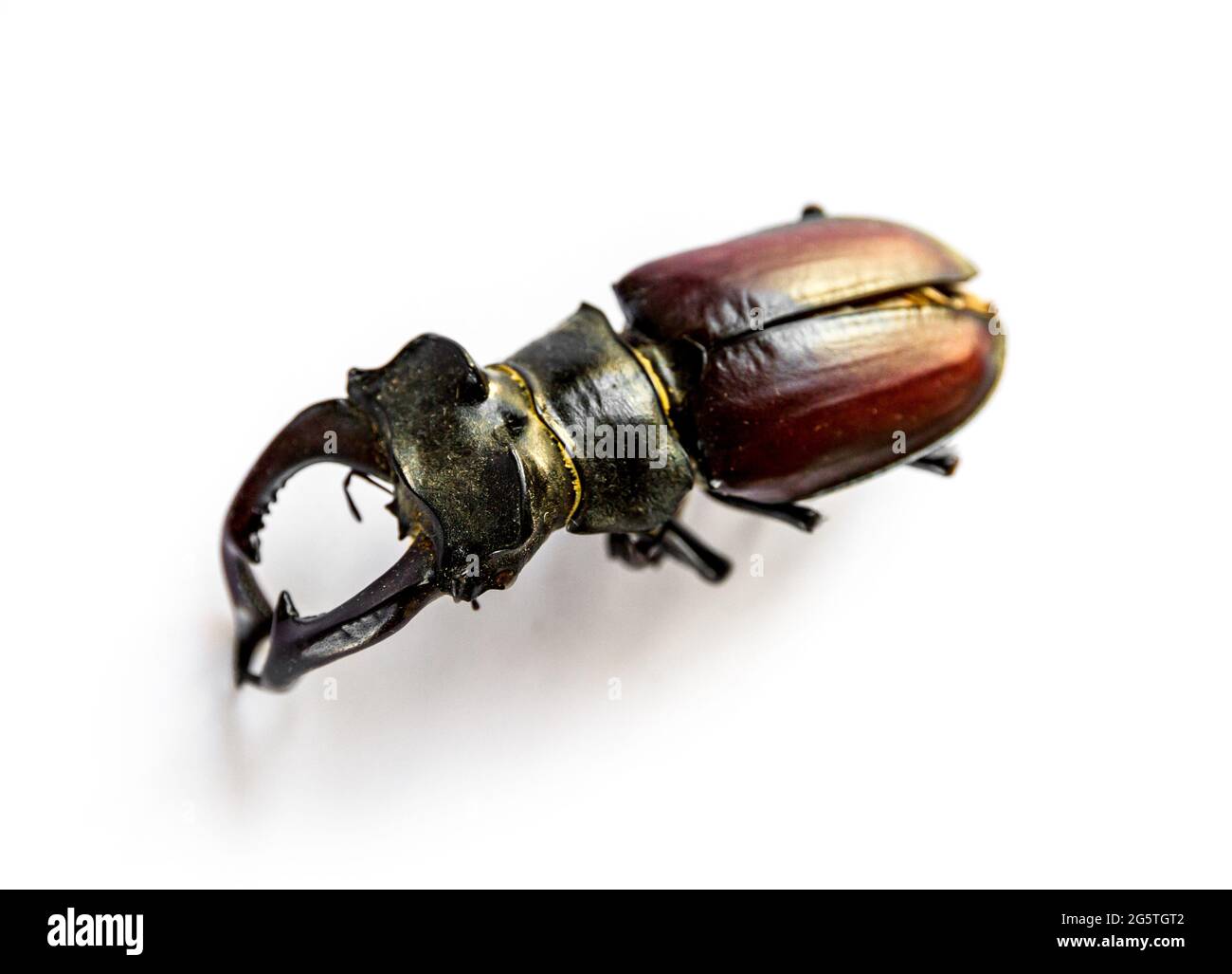Dried european stag beetle isolated on white background Stock Photo - Alamy