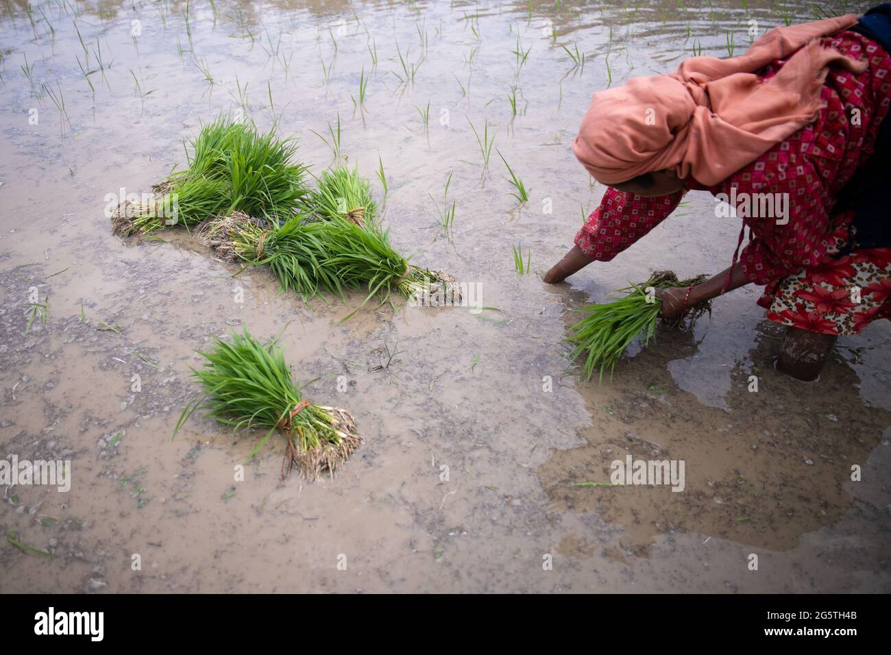 Kathmandu, Nepal. 29th June, 2021. A Nepalese farmer plants rice ...