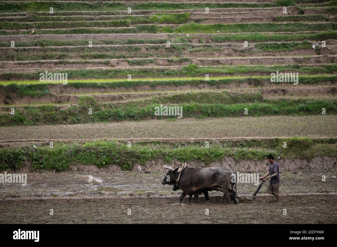 Kathmandu, Nepal. 29th June, 2021. A farmer seen working at a paddy ...