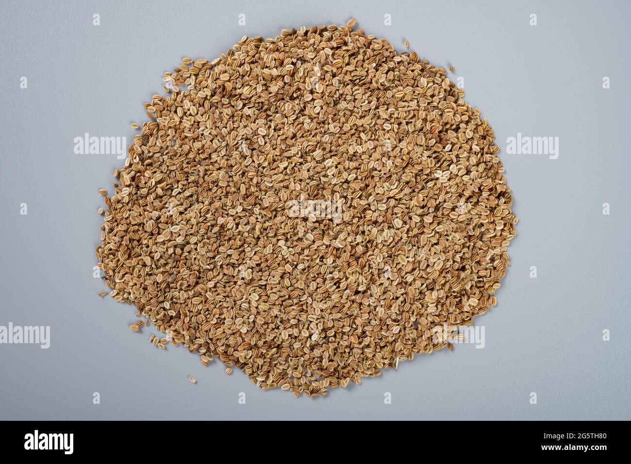 top view herb SheChuangZi or Cnidii Fructus or Common Cnidium Fruit ...