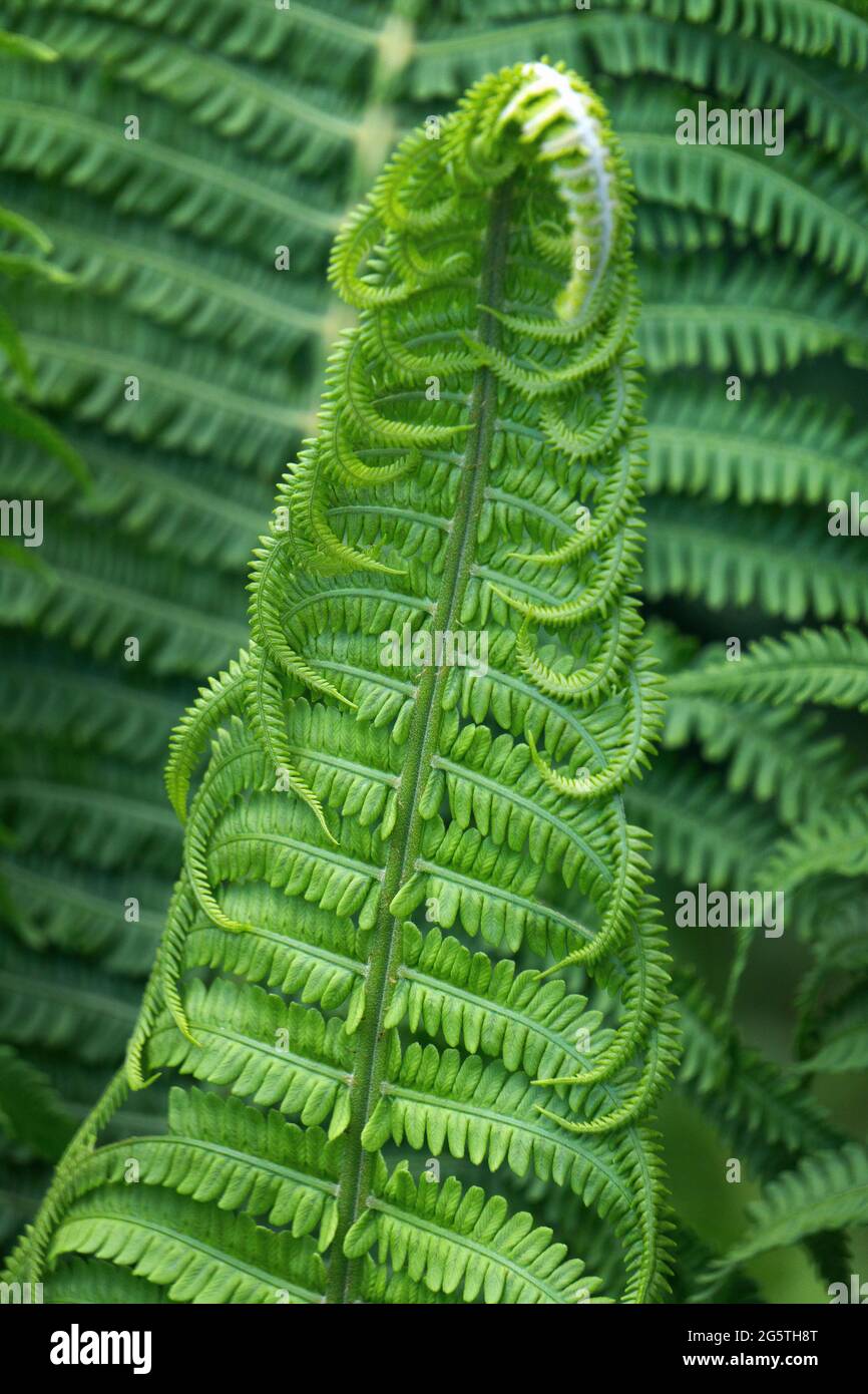 Fern in tropical jungle background. Fern leaves with a plant pattern ...