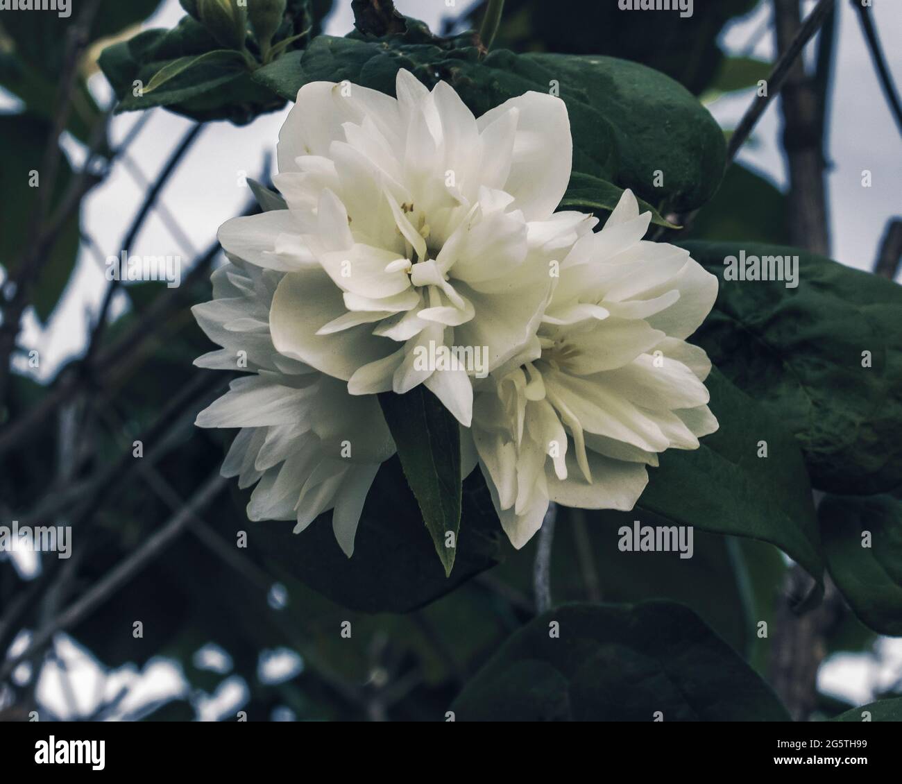 Bush with white flower blossoms in the spring Stock Photo - Alamy