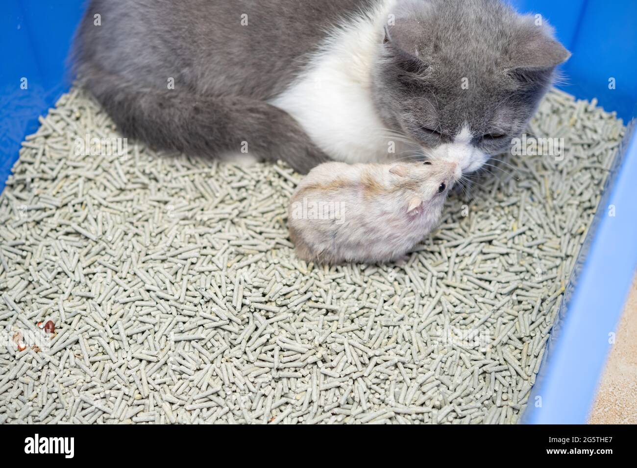 a hamster kissing a cat Stock Photo - Alamy