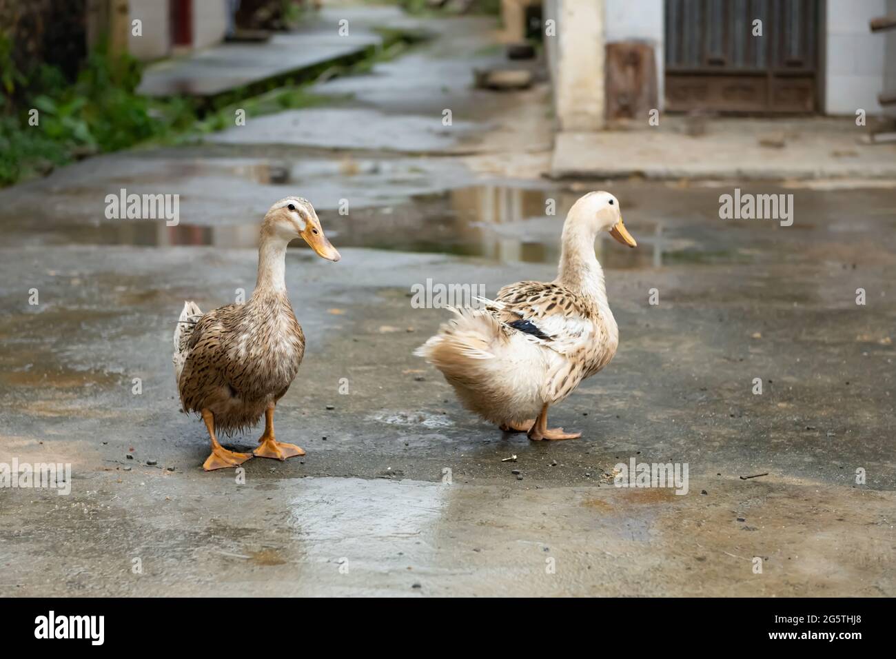 Two funny ducks hi-res stock photography and images - Alamy