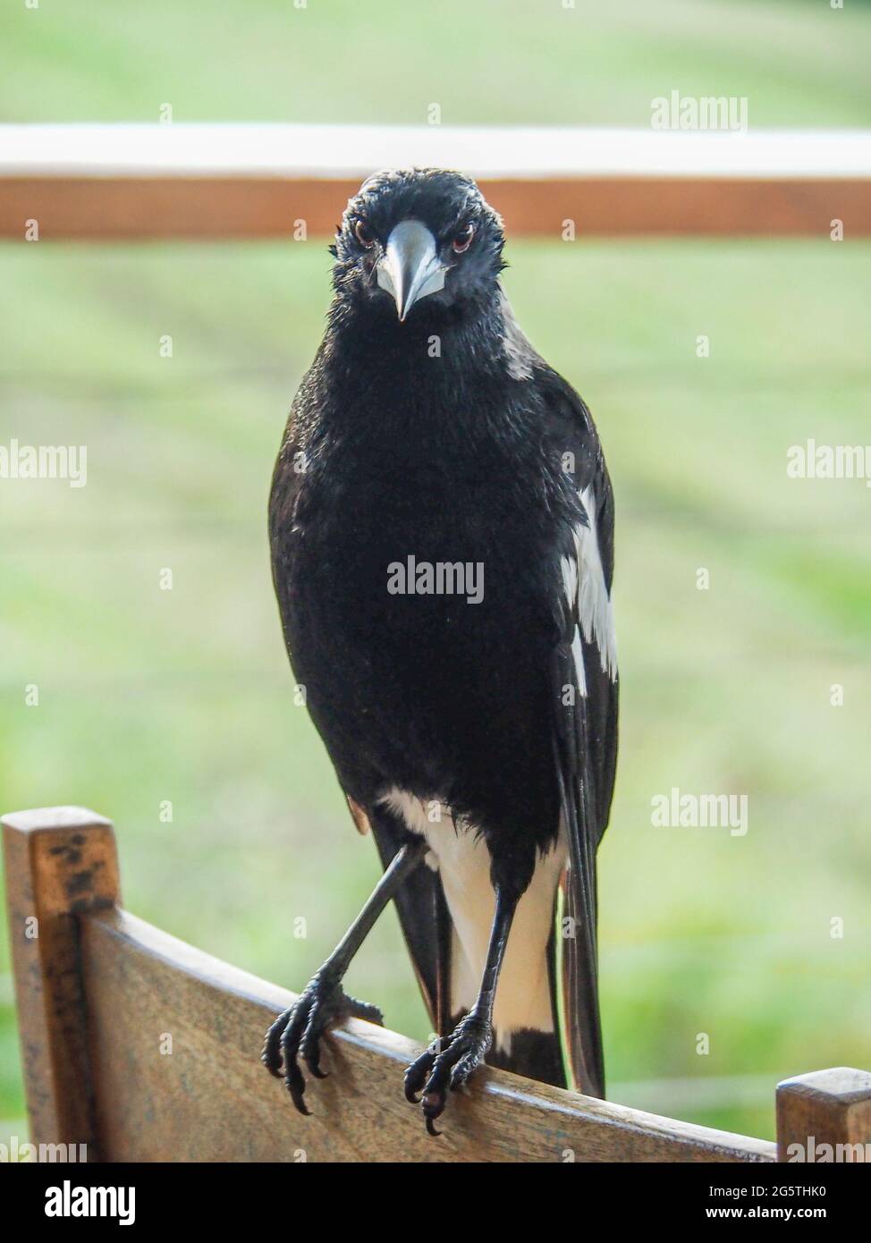 Birds, Wet bedraggled cross looking bird, Australian Magpie perched ...