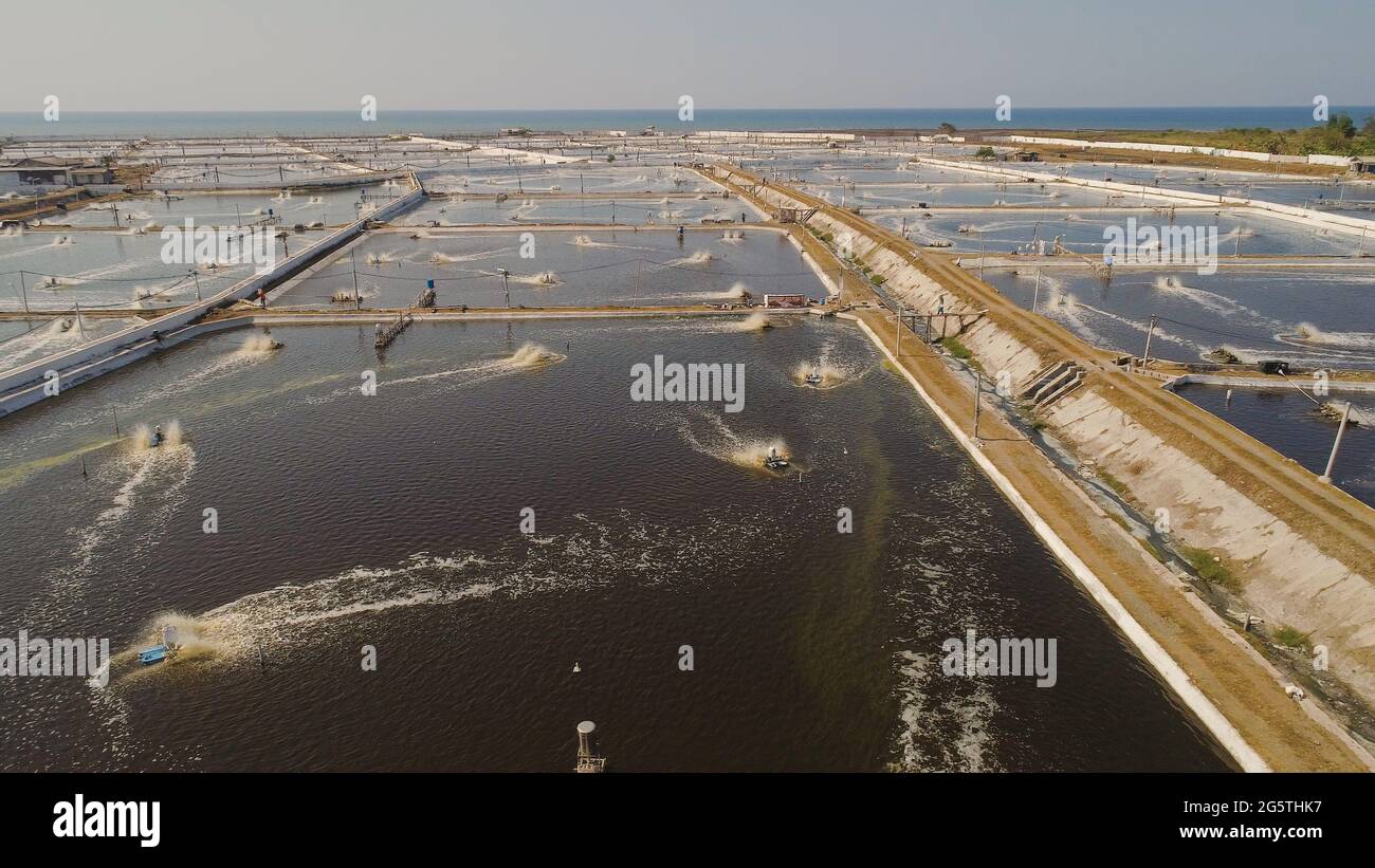 shrimp farm, prawn farming with with aerator pump oxygenation water ...