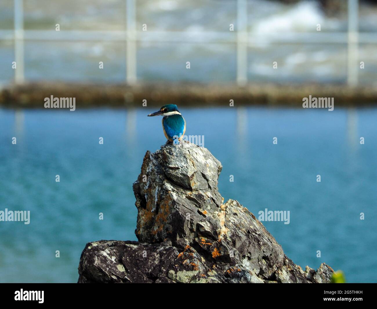 Australian birds, the striking turquoise blue green feathers of the ...