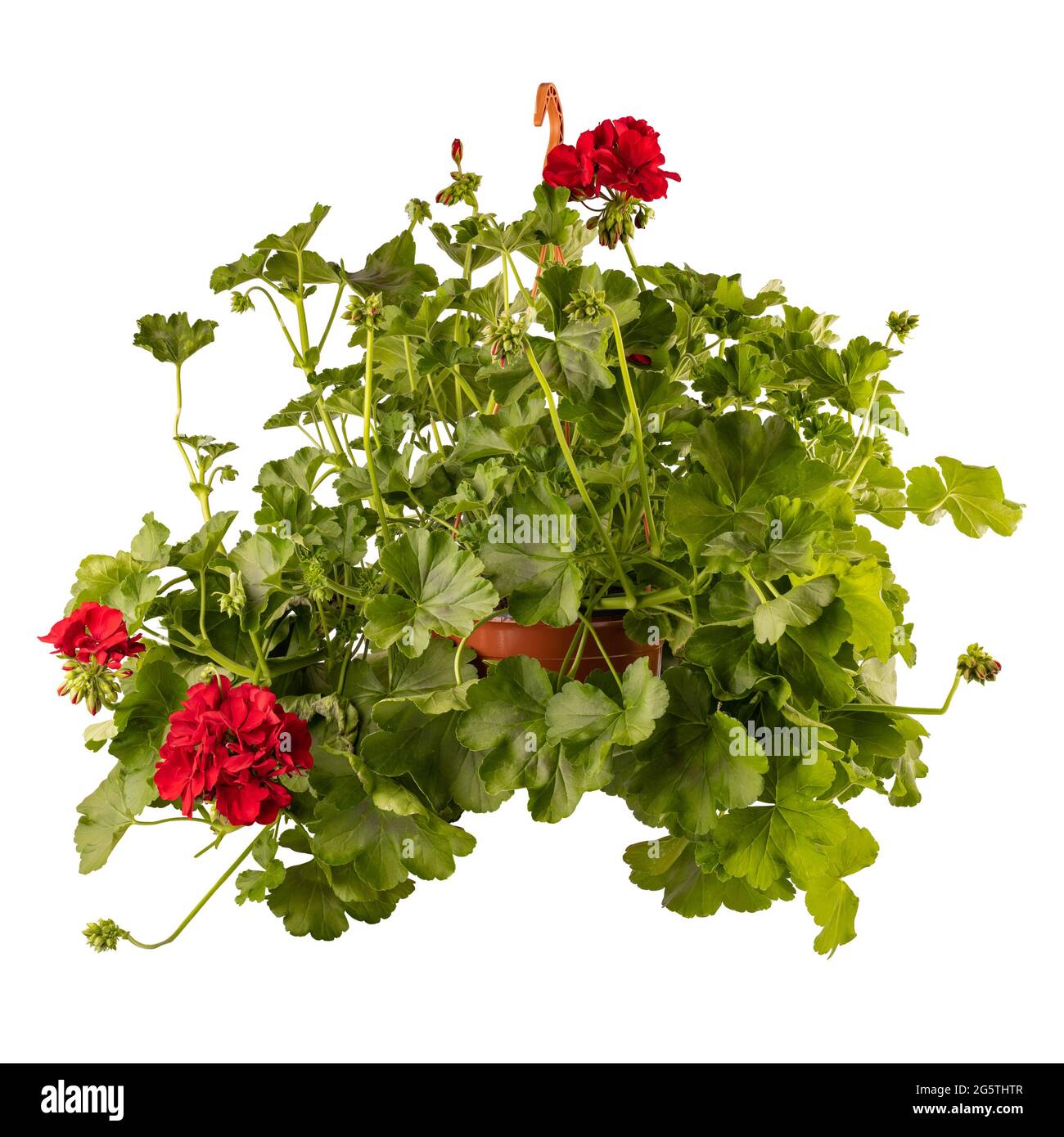 Beautiful red pelargonium in hanging flower pot isolated on white ...