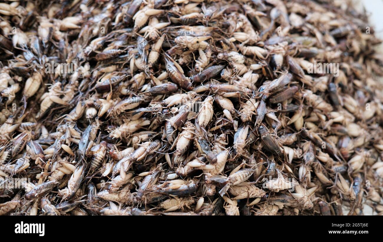 Asia insects hi-res stock photography and images - Alamy