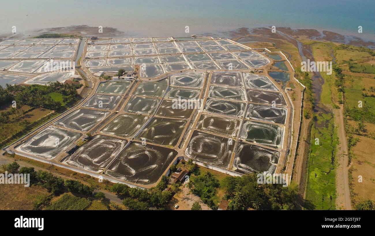 shrimp farm, prawn farming with with aerator pump oxygenation water ...