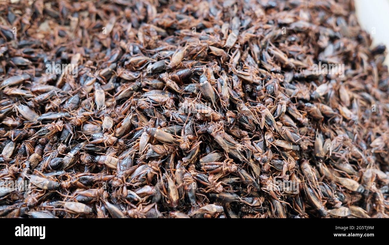 Eatable Bugs and Insects for sale at Klong Toey Market Wholesale Wet ...