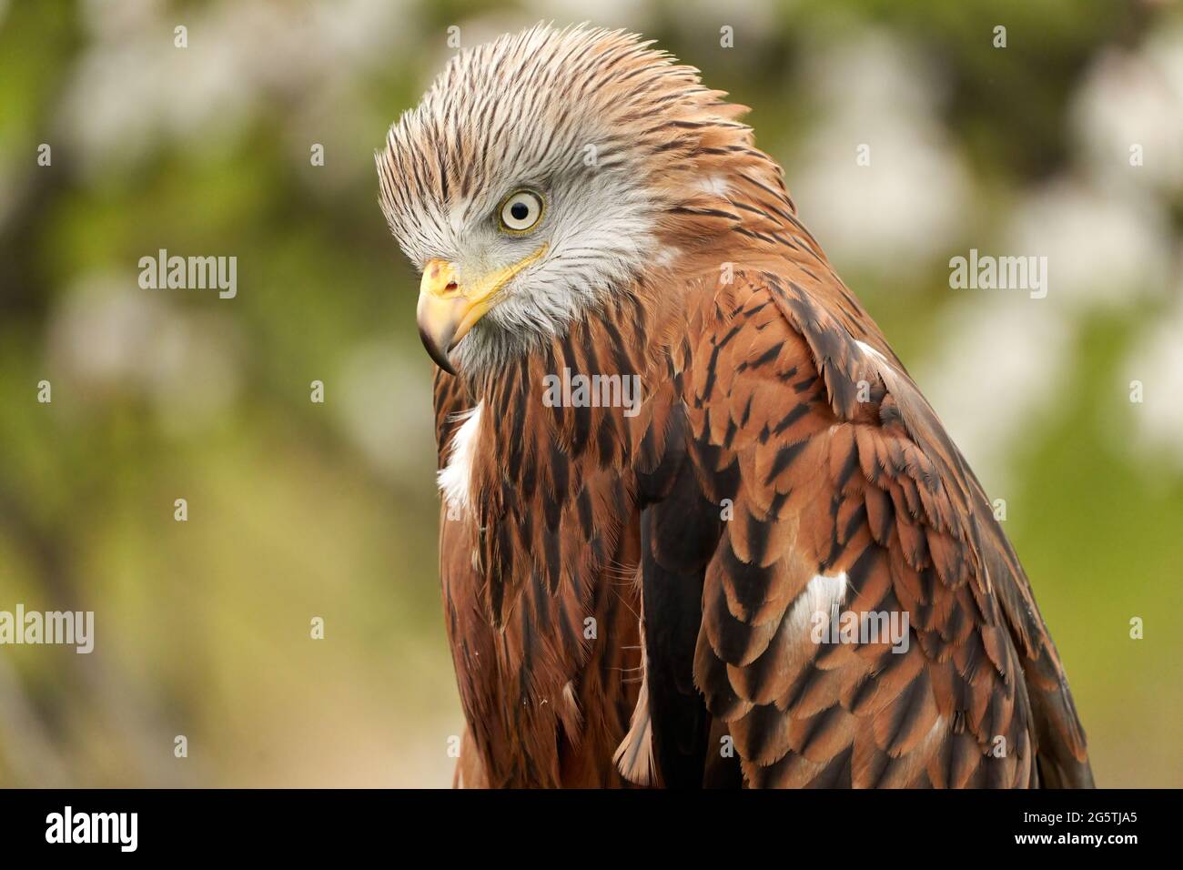 Red kite, bird of prey portrait,. In side view, yellow eye and beak ...