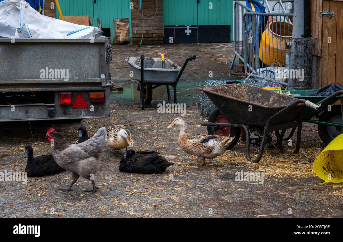 Freerange chickens and ducks roaming in a farmyard Stock Photo - Alamy