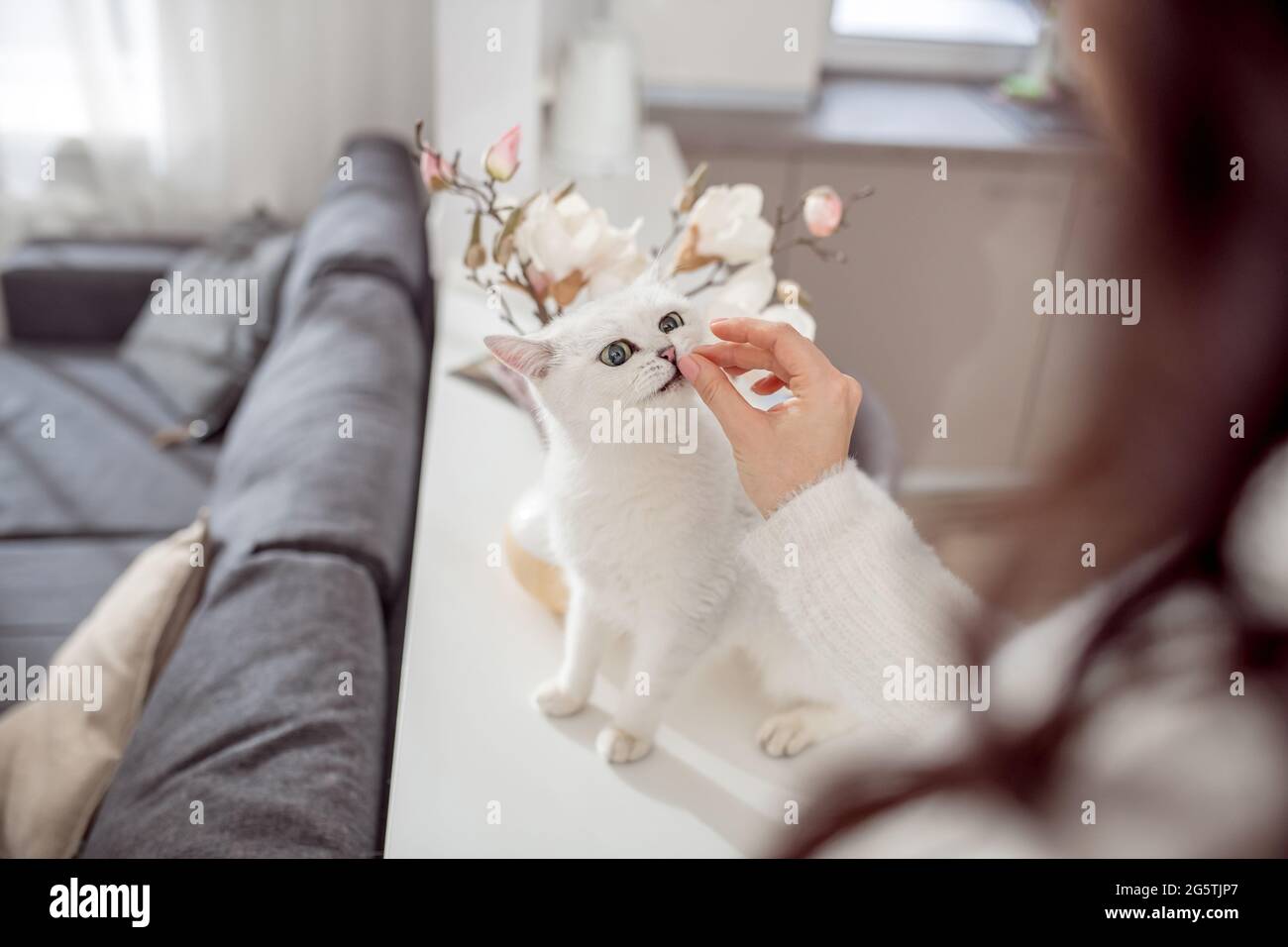 Cute fluffy white cat looking happy while the owner caressing him Stock ...