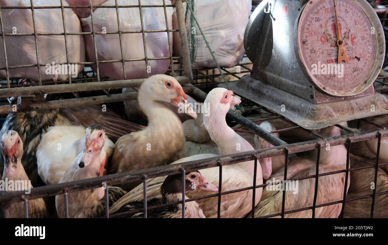 Fresh Meat Live Ducks in Cage at Klong Toey Market Wholesale Wet Market ...