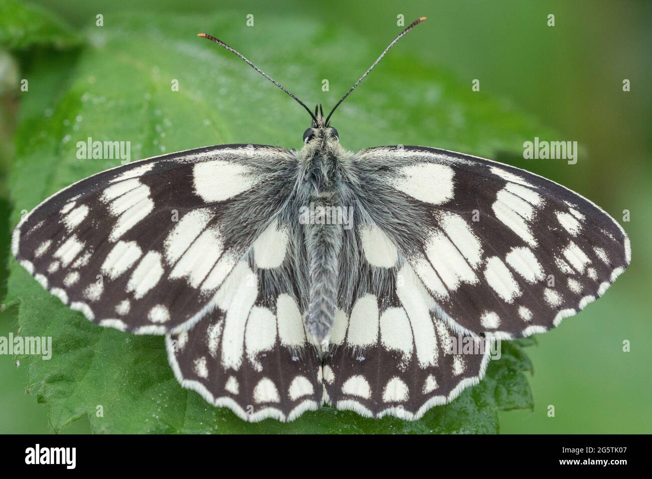 marbled white butterfly Stock Photo - Alamy