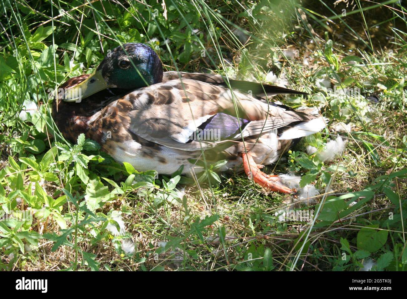 Duck outside hi-res stock photography and images - Alamy