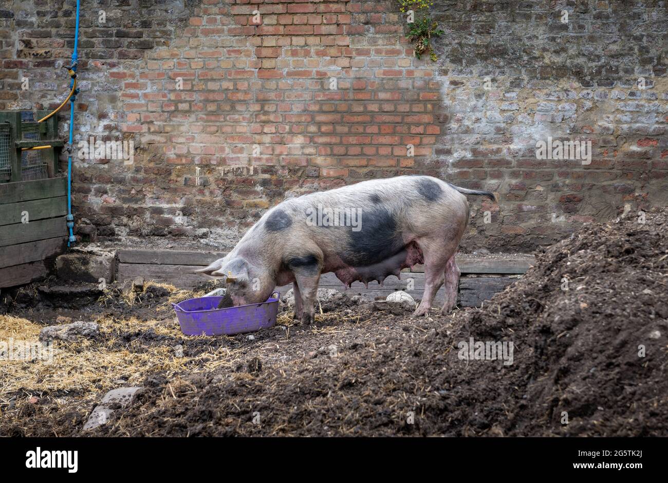 Farm pig in pigsty hi-res stock photography and images - Alamy