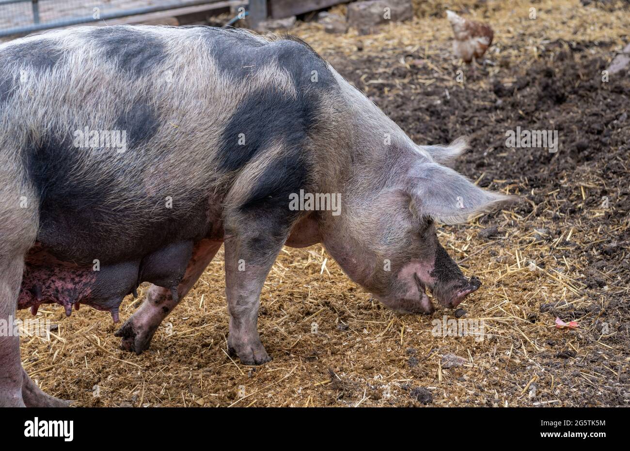 A sow feeding in the pigsty Stock Photo - Alamy