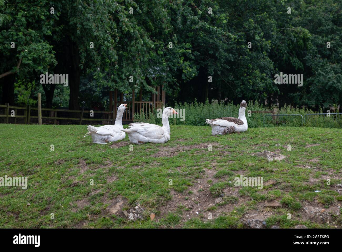 Freerange goose resting in the field of a farm Stock Photo - Alamy