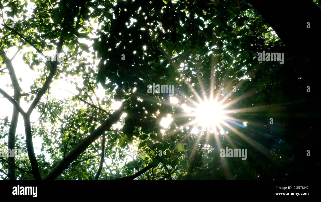 Light beam through the leaves hi-res stock photography and images - Alamy