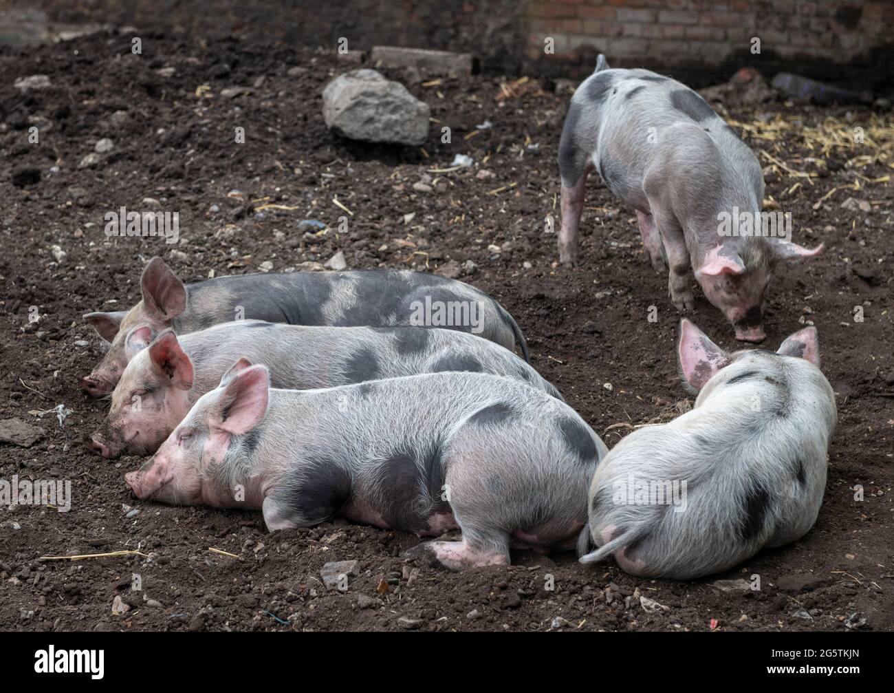 Sleeping Farm Animals