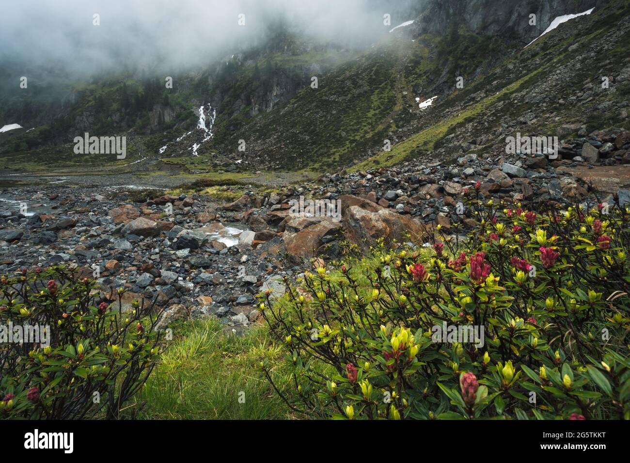 Alpenrose and waterfalls in the valley under low fog. Alpine landscape ...