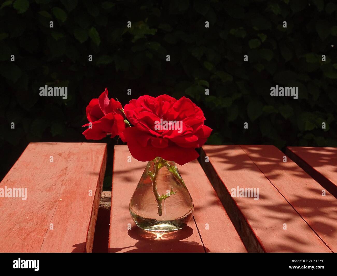 Two dark red roses hi-res stock photography and images - Alamy