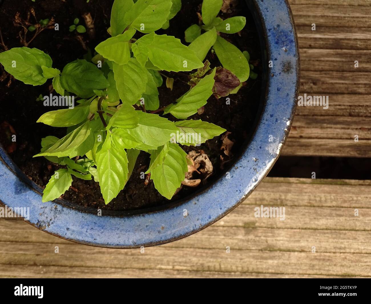 Basil plant on wooden table hi-res stock photography and images - Alamy