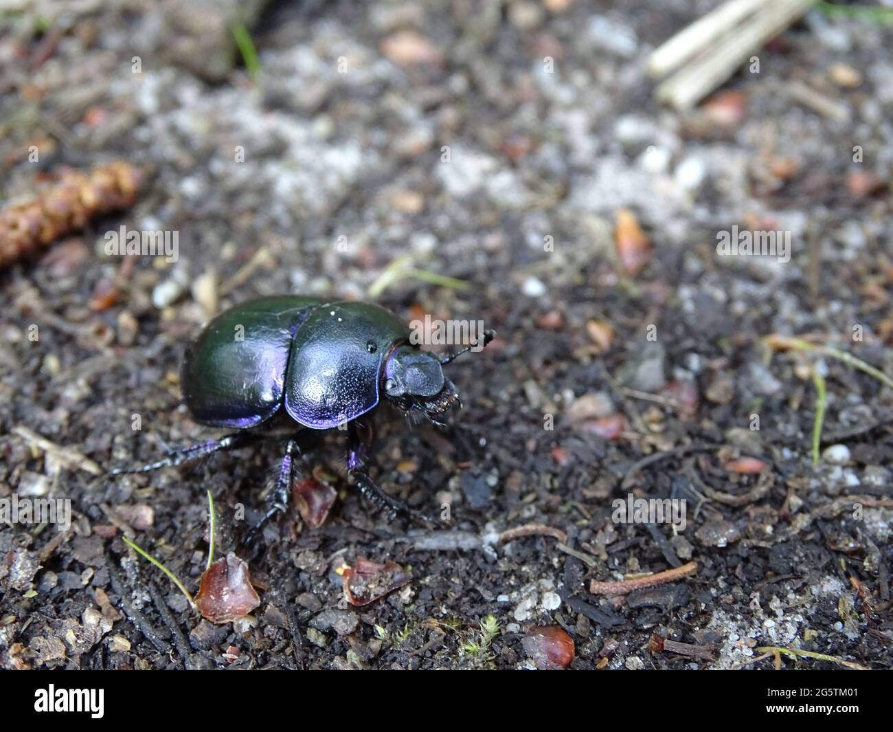 super macro of a dung beetle (Coleoptera Stock Photo - Alamy