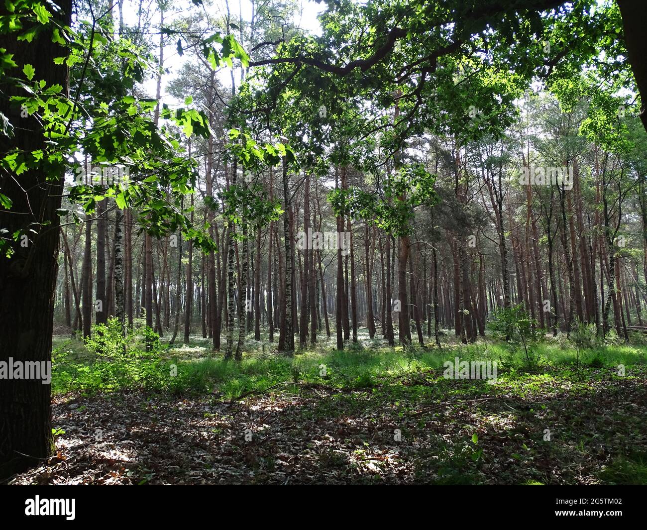 Under an oak tree hi-res stock photography and images - Alamy