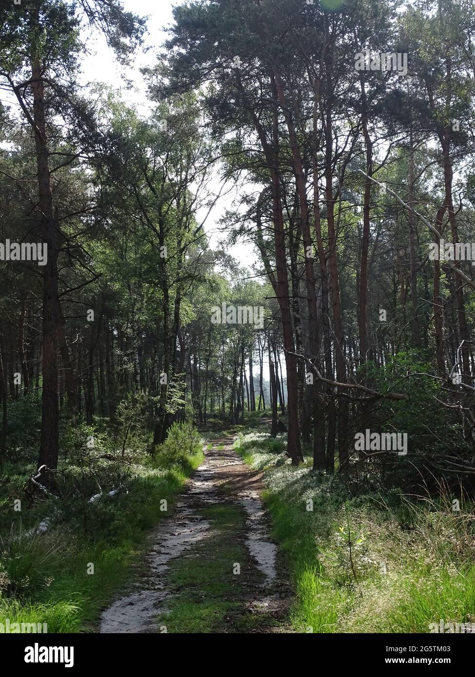 Rural walk view through trees hi-res stock photography and images - Alamy